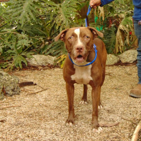Meet the Dogs – Pet Oprhans Miami