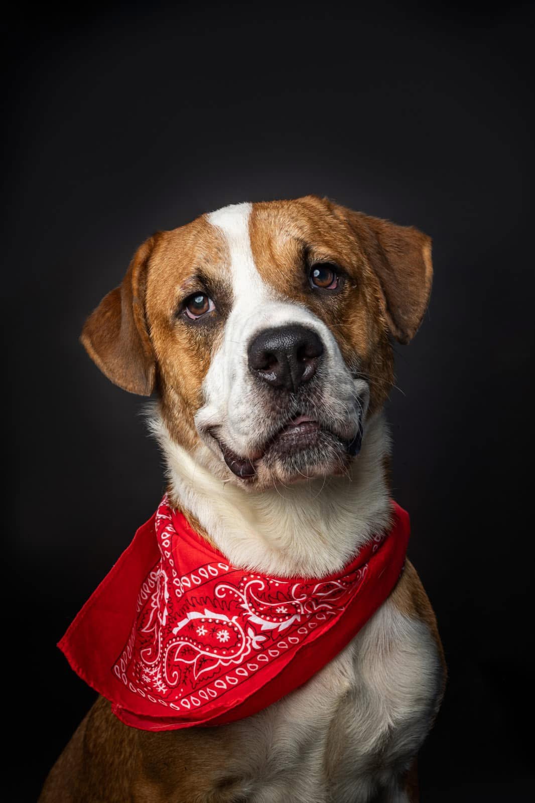 Meet the Dogs - Pet Oprhans Miami